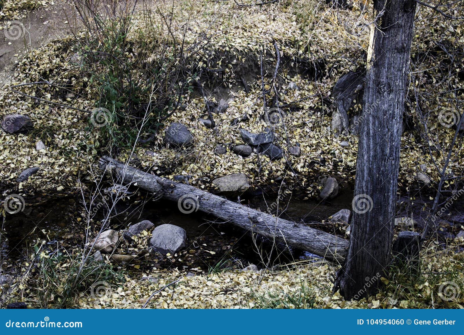 Log Bridge stock photo. Image of late, season, nature - 104954060