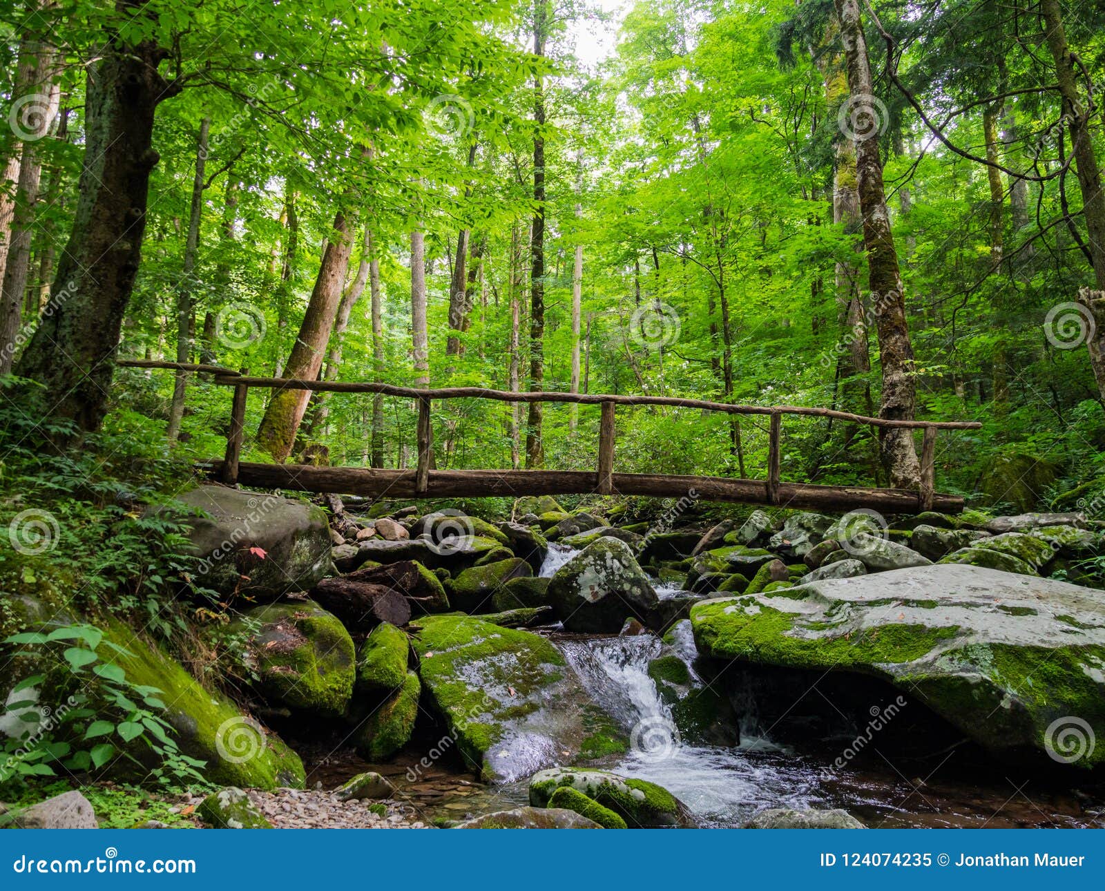 Log Bridge Over Forest Creek, Lush Woods Stock Image - Image of dense ...