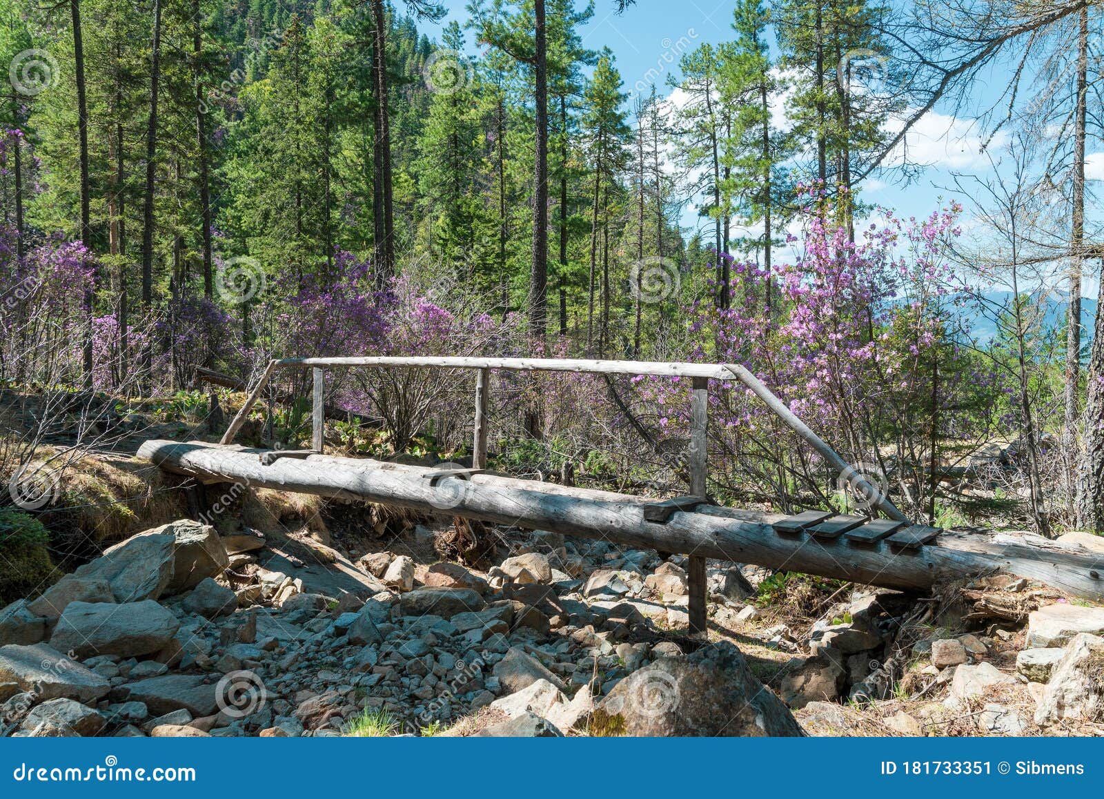 Log Bridge Over a Stone River Stone Dip in the Mountains, among a Dense ...