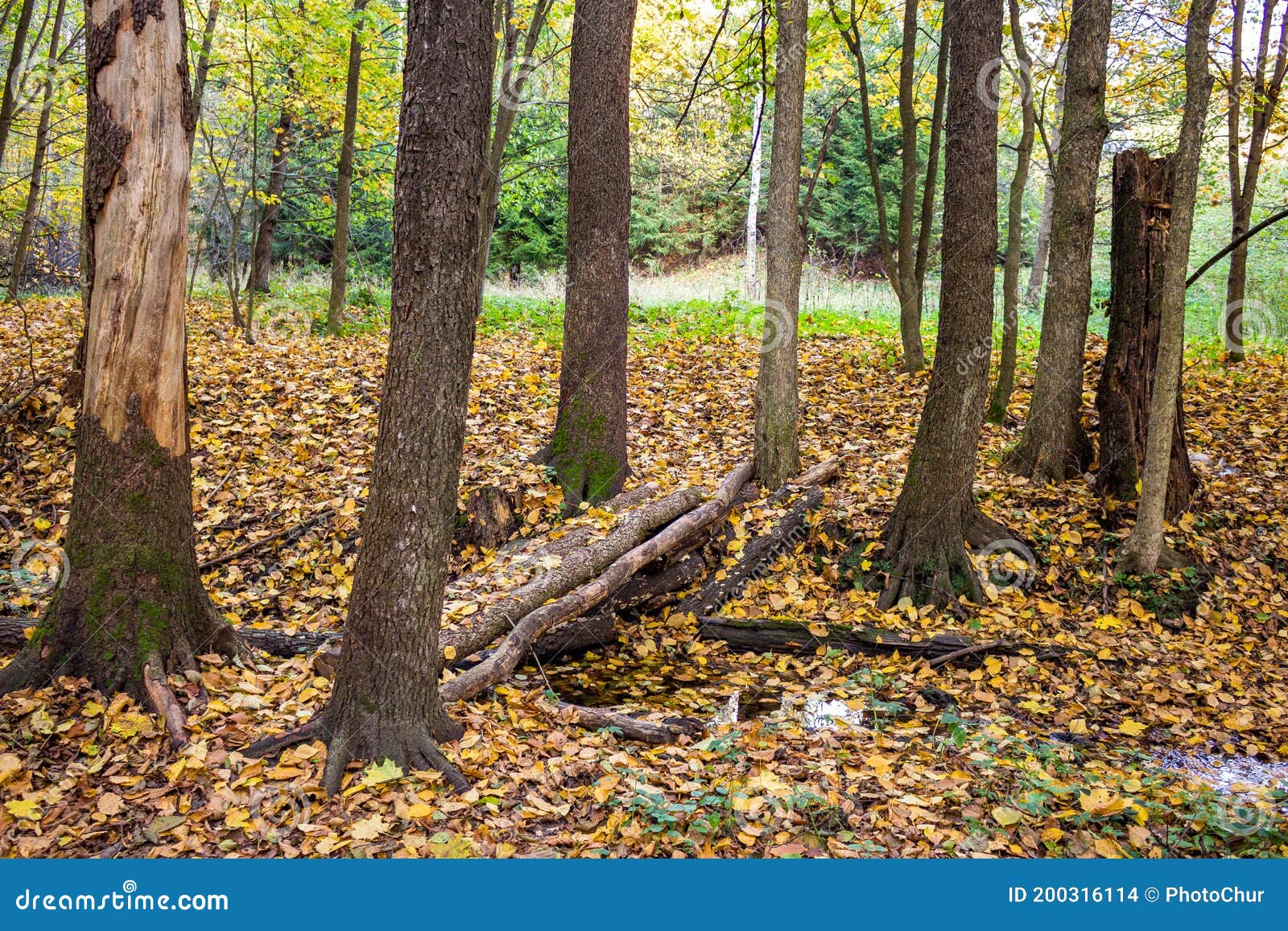 Log Bridge Over a Stream in the Forest Stock Photo - Image of park ...