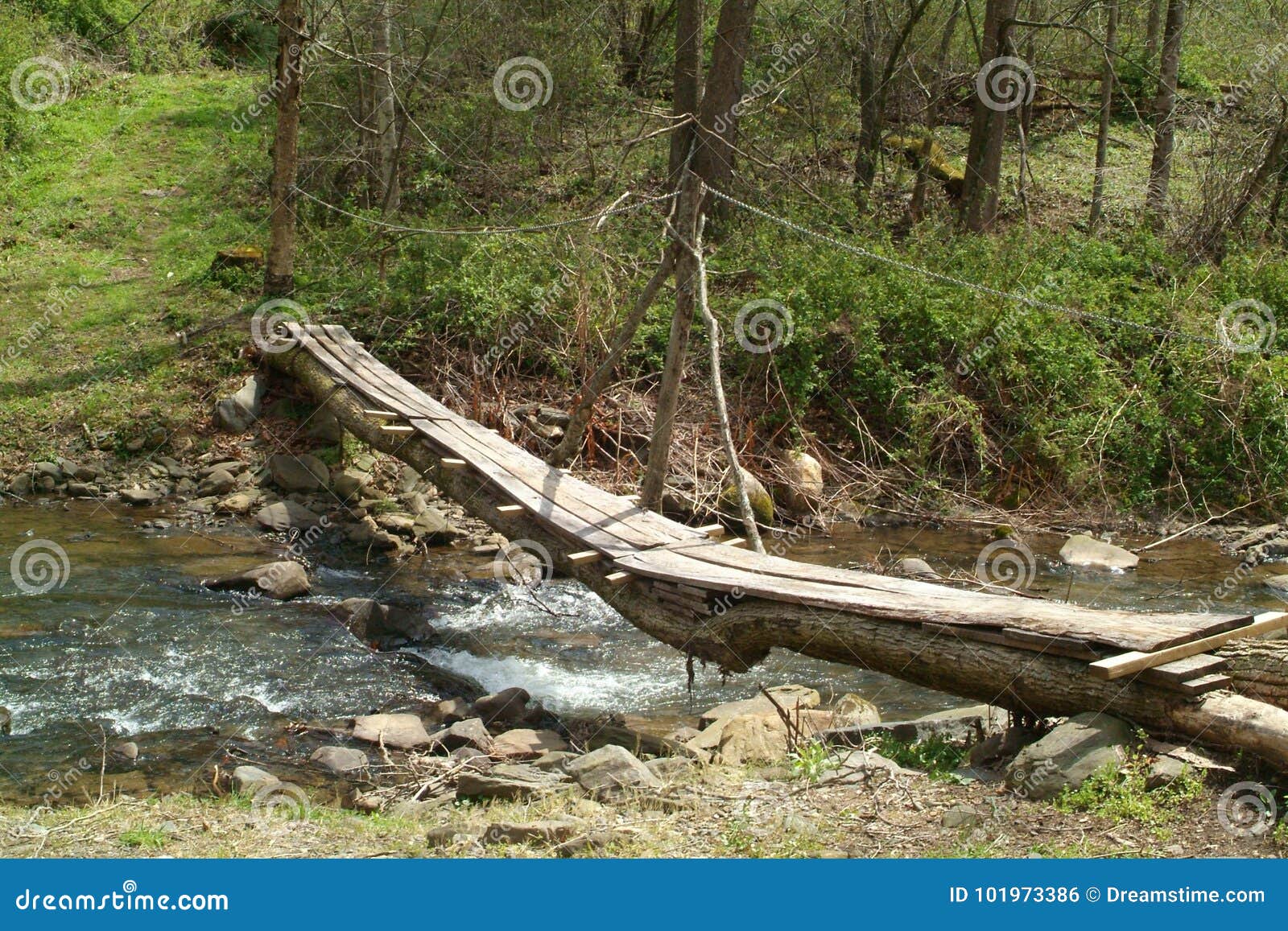 Log Bridge Over Stream stock photo. Image of creek, forest - 101973386