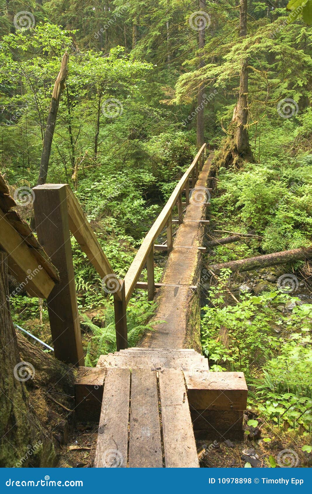 Log bridge and trail stock photo. Image of coast, handrail - 10978898