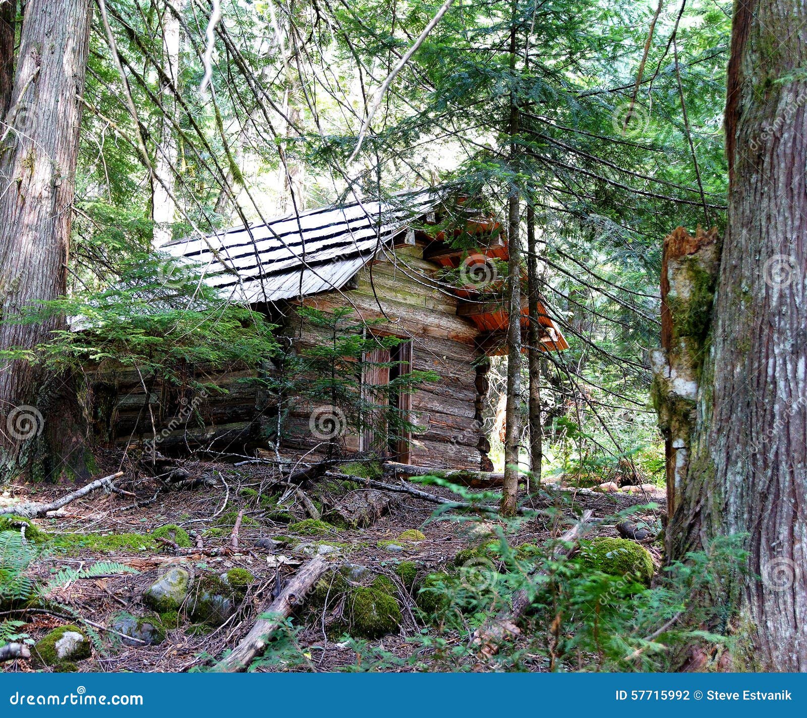 Log Cabin in Conifer Forest Stock Photo - Image of frontier, natonal ...