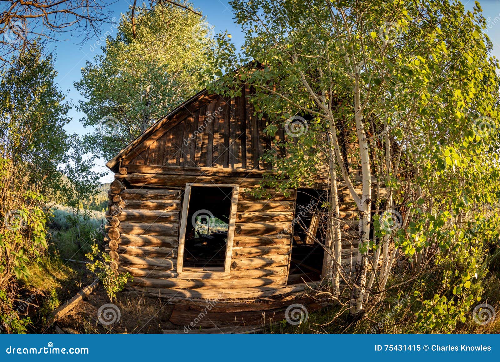 Log Cabin Overgrown with Too Many Trees Stock Image - Image of plants ...