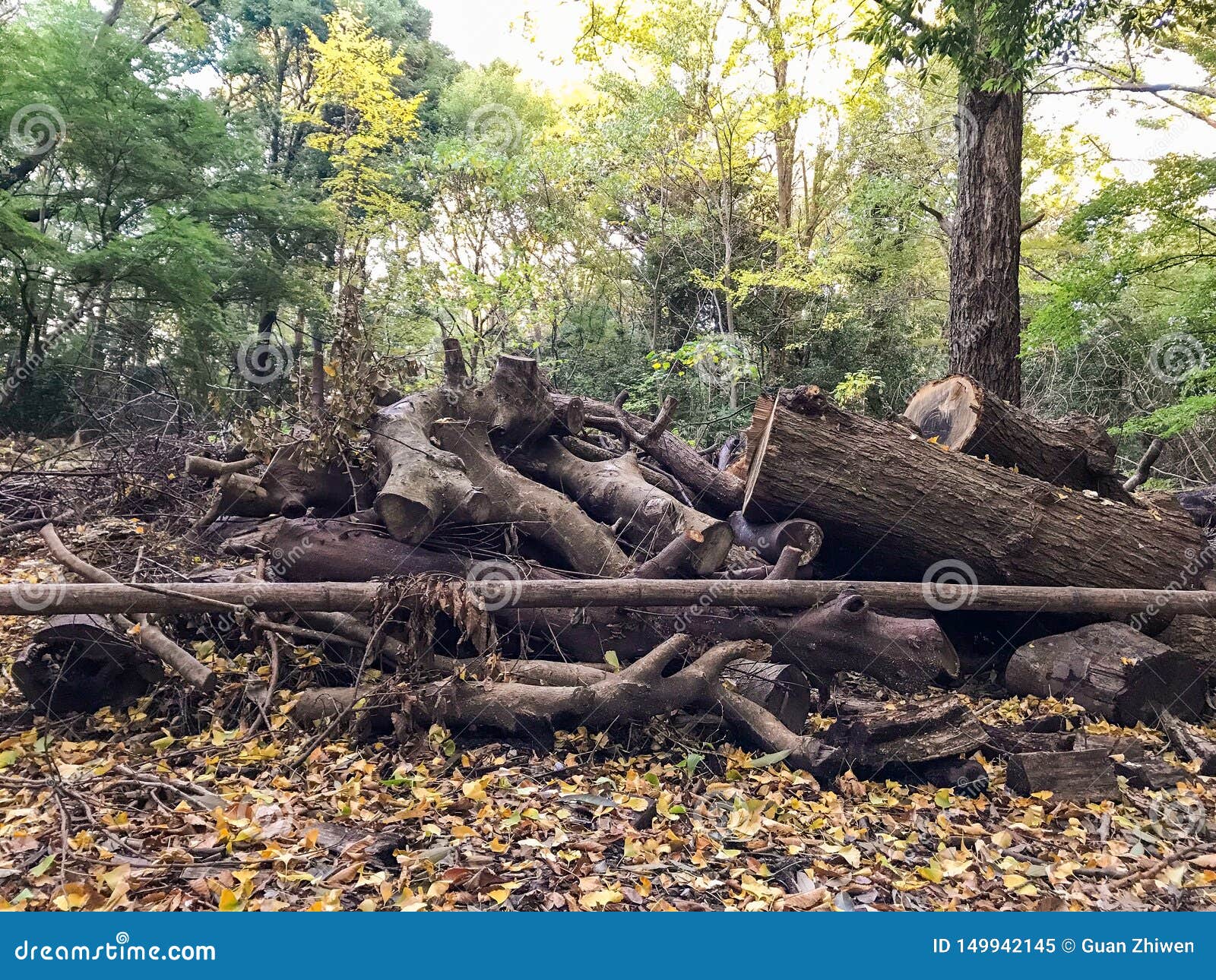 Log camp in forest stock image. Image of nature, place - 149942145
