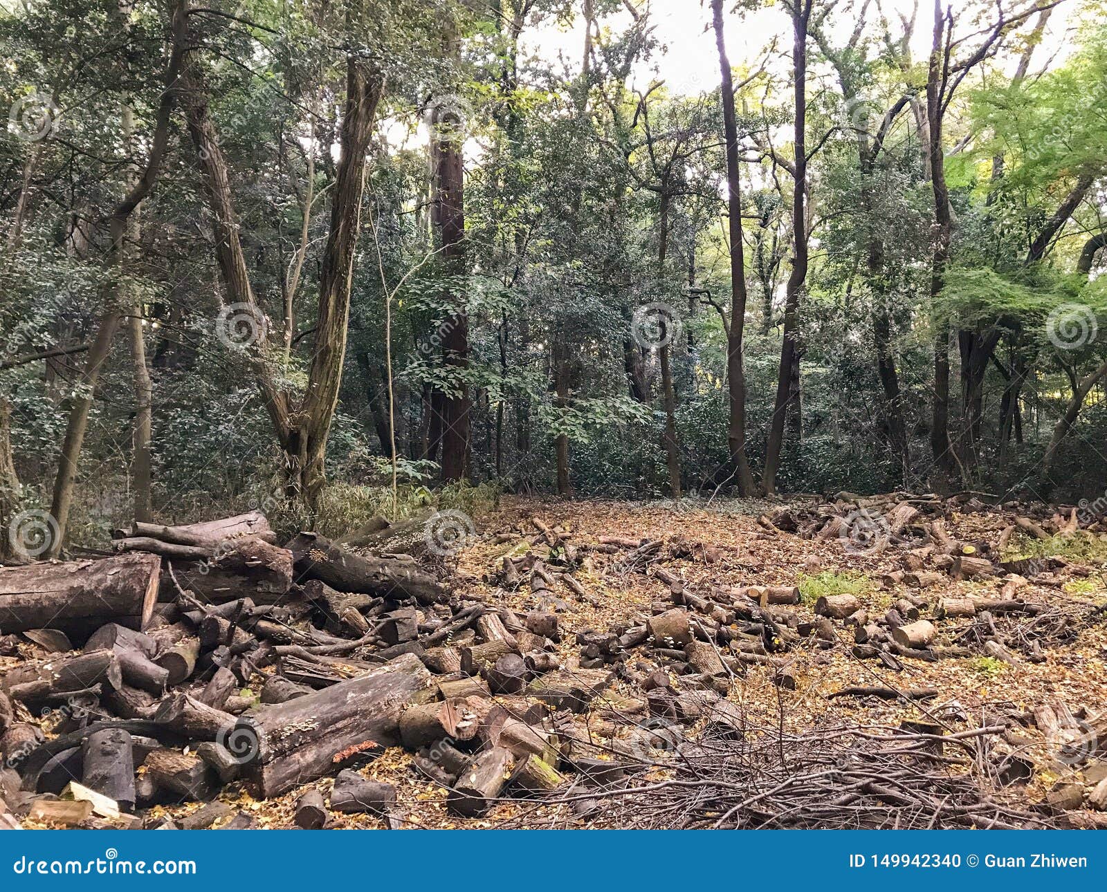 Log camp in forest stock photo. Image of birch, tourist - 149942340