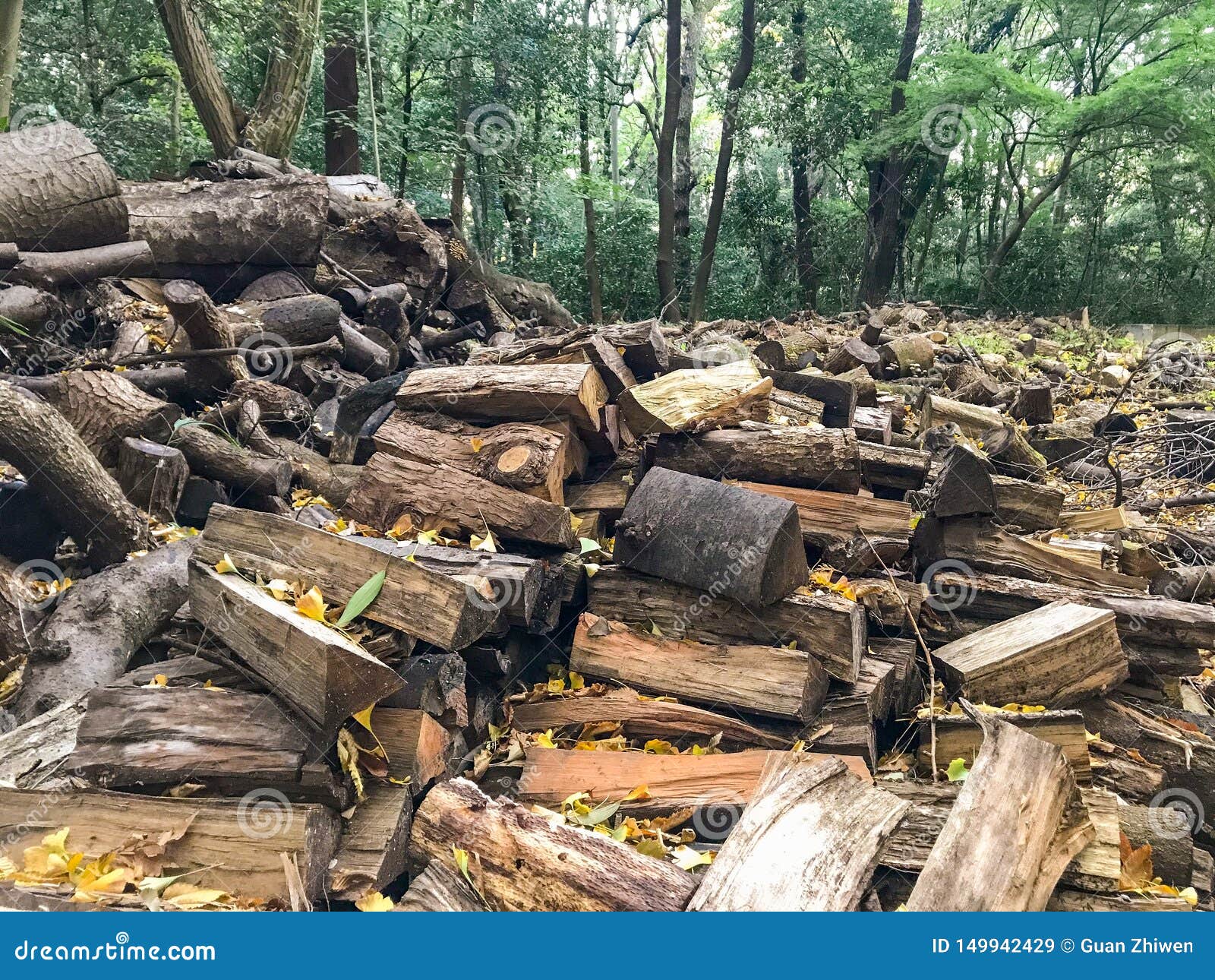 Log camp in forest stock image. Image of sawed, tourism - 149942429