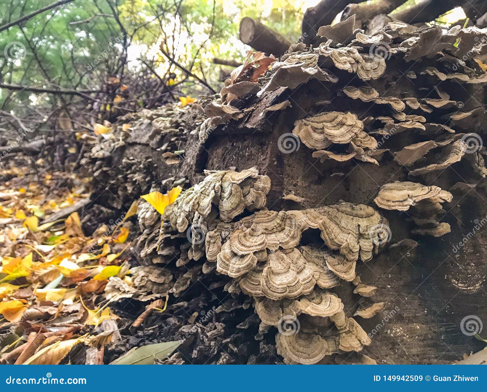 Log camp in forest stock image. Image of bench, pine - 149942509