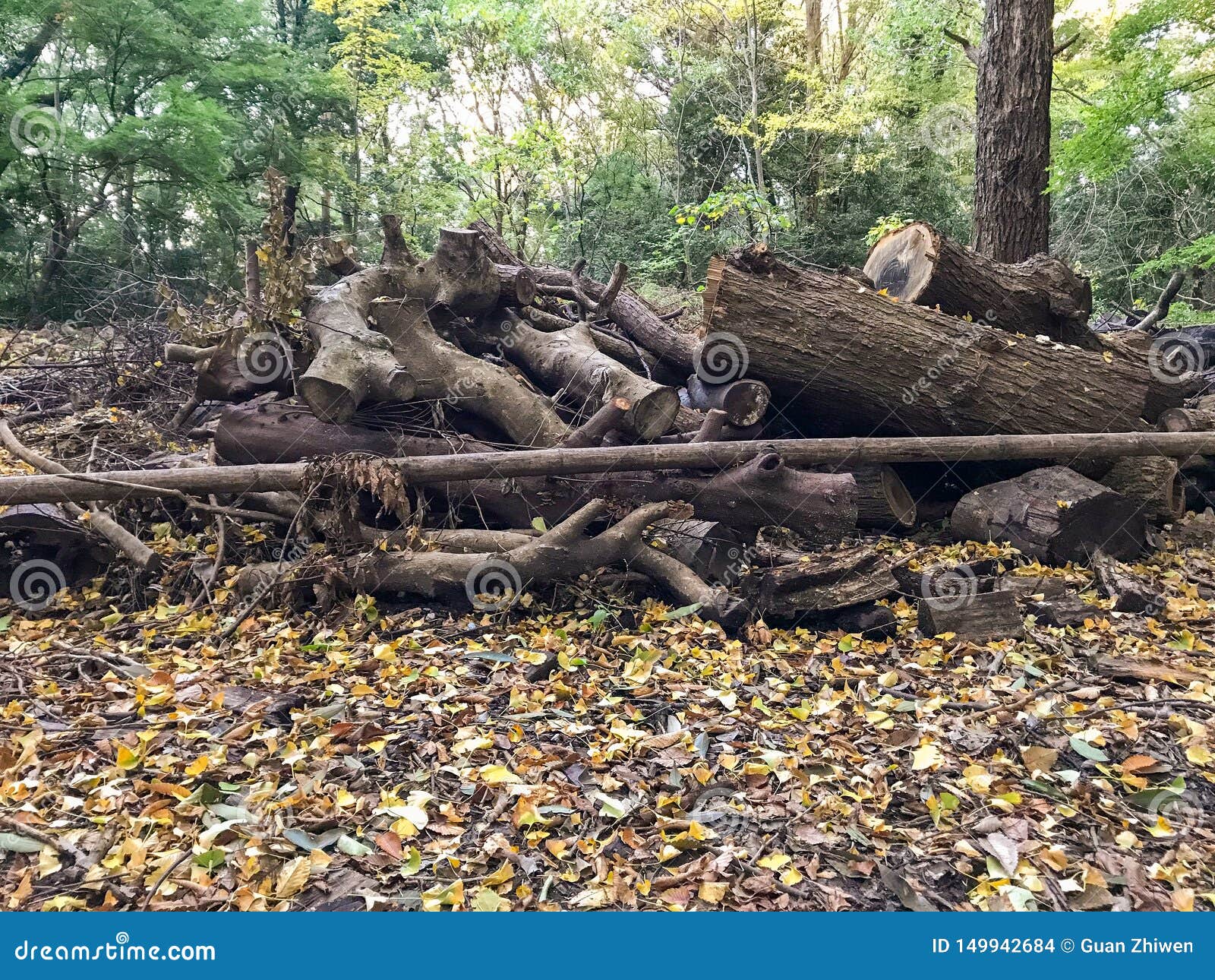 Log camp in forest stock photo. Image of logging, deforestation - 149942684
