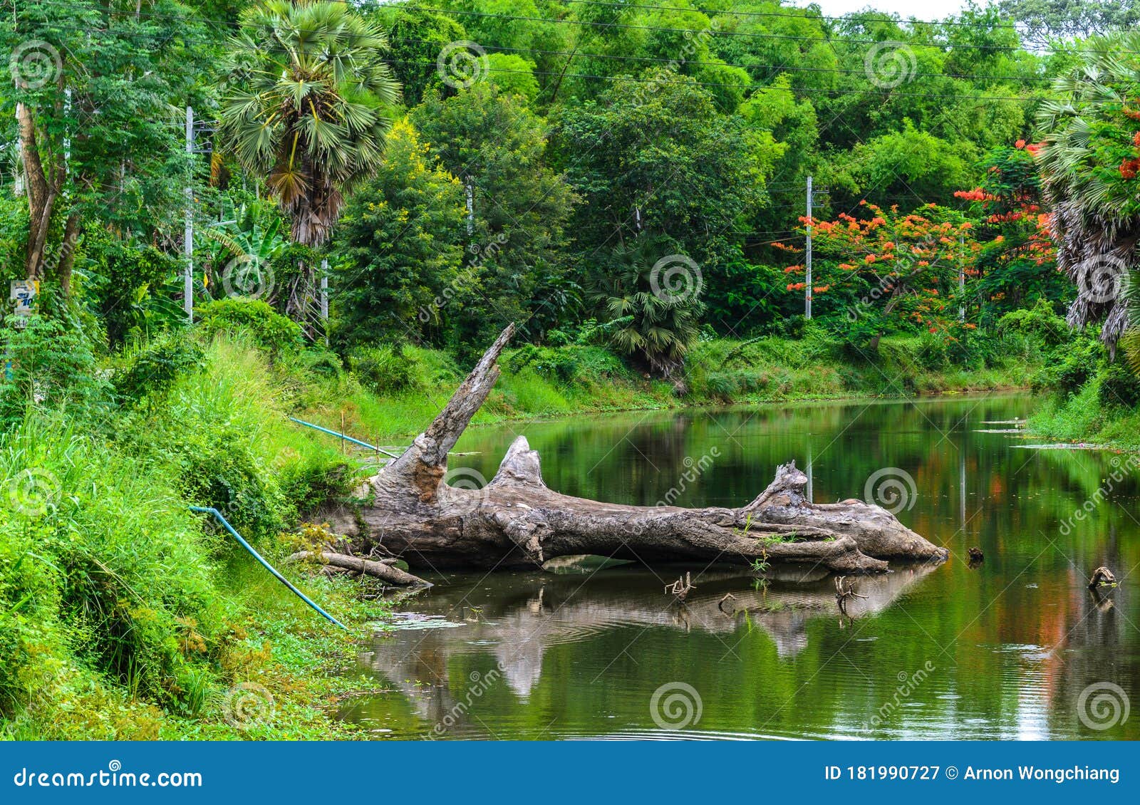 Log in canel stock image. Image of petchaburi, tree - 181990727