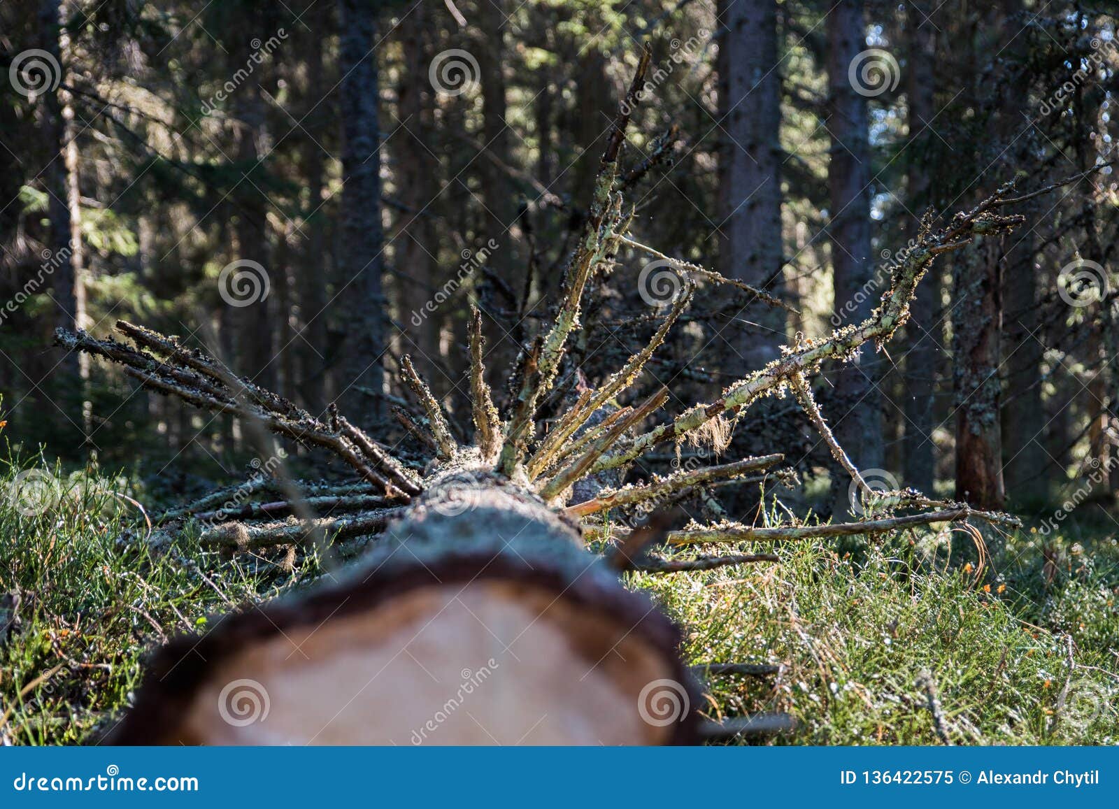 Log Chopped Down in the Forrest Stock Image - Image of wooden, forrest ...