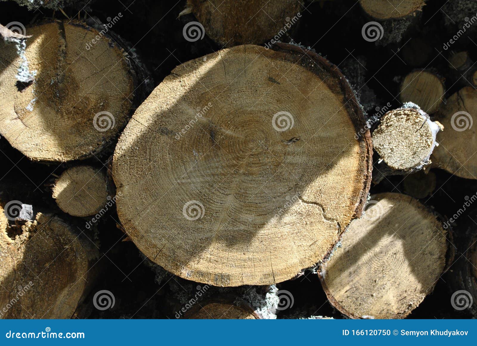 Log. stock photo. Image of material, forest, abstraction - 166120750