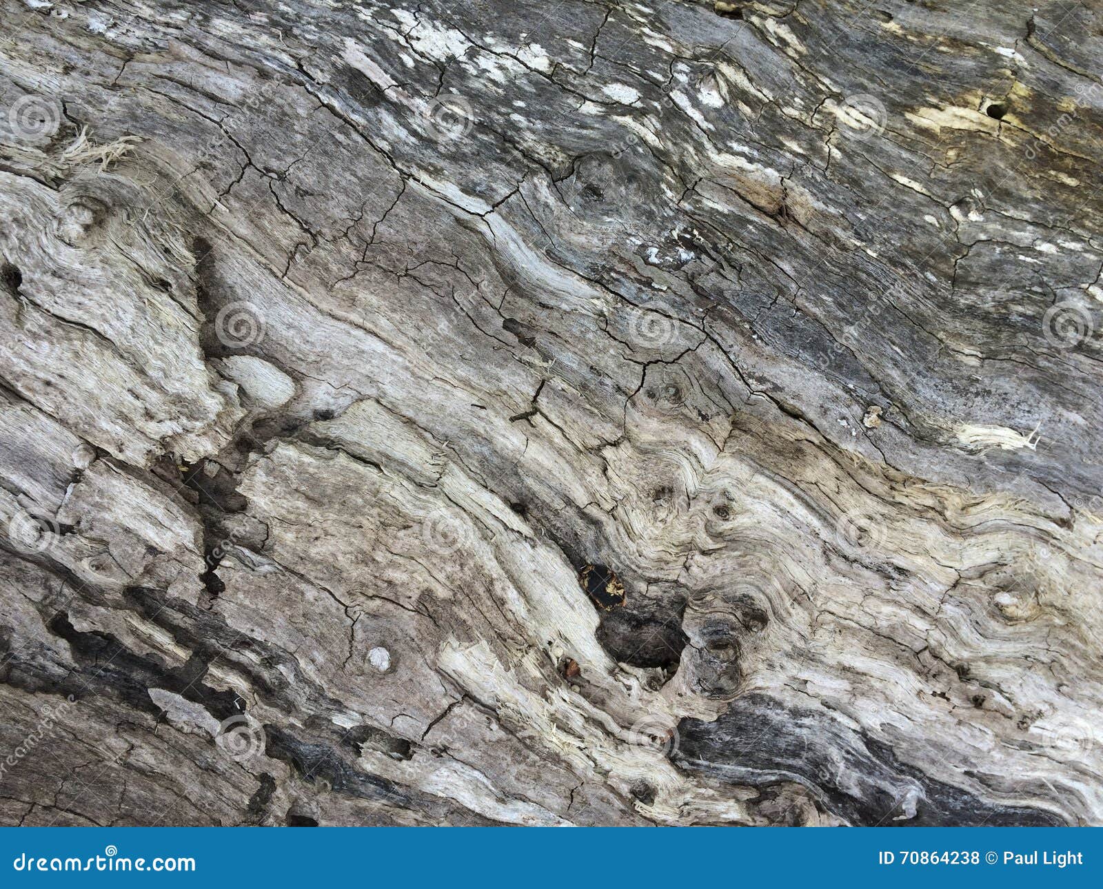 Log stock photo. Image of nature, outdoors, texture, landscape - 70864238