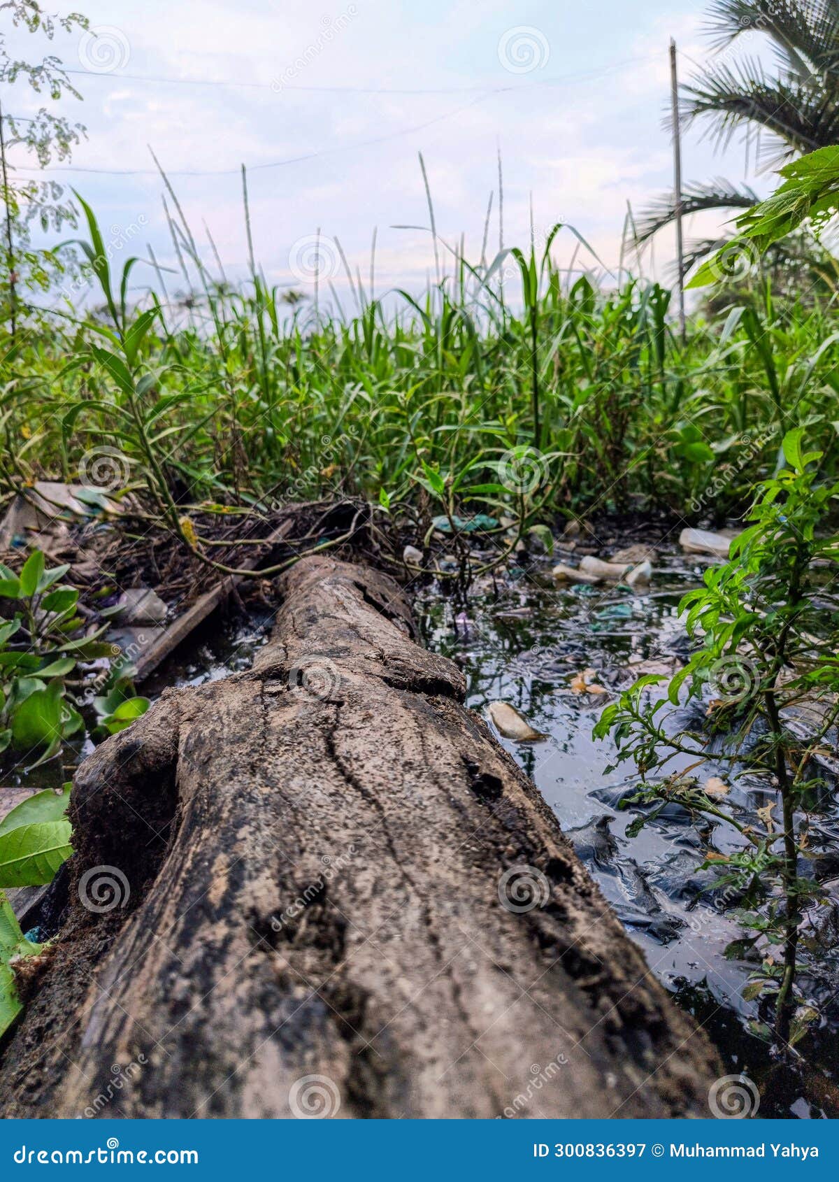 A Log Collapsed in the Swamp Stock Image - Image of disaster, blue ...