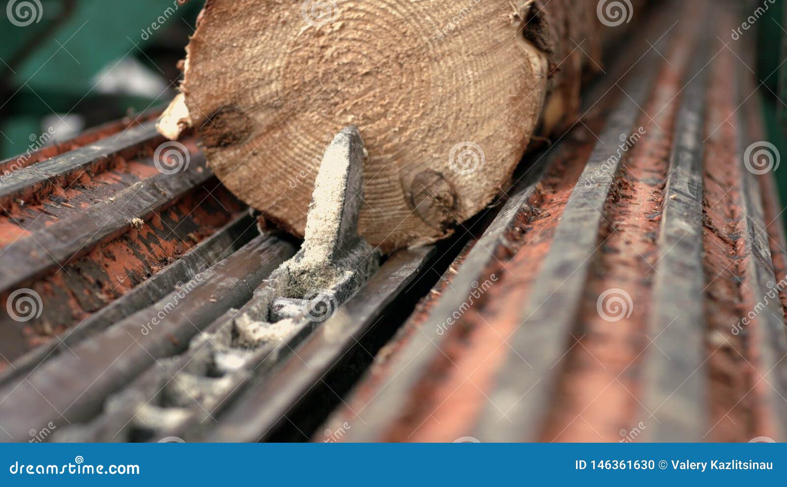 Log Conveyor Pulling Log Onto Automated Line for Further Processing ...