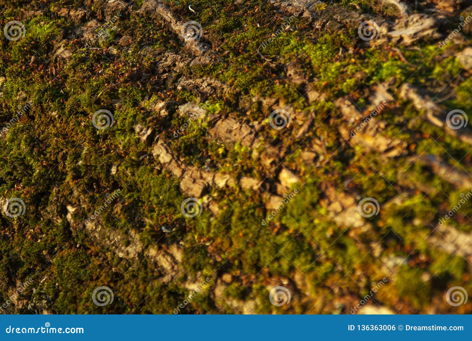 Log covered with moss stock photo. Image of wood, trunk - 136363006