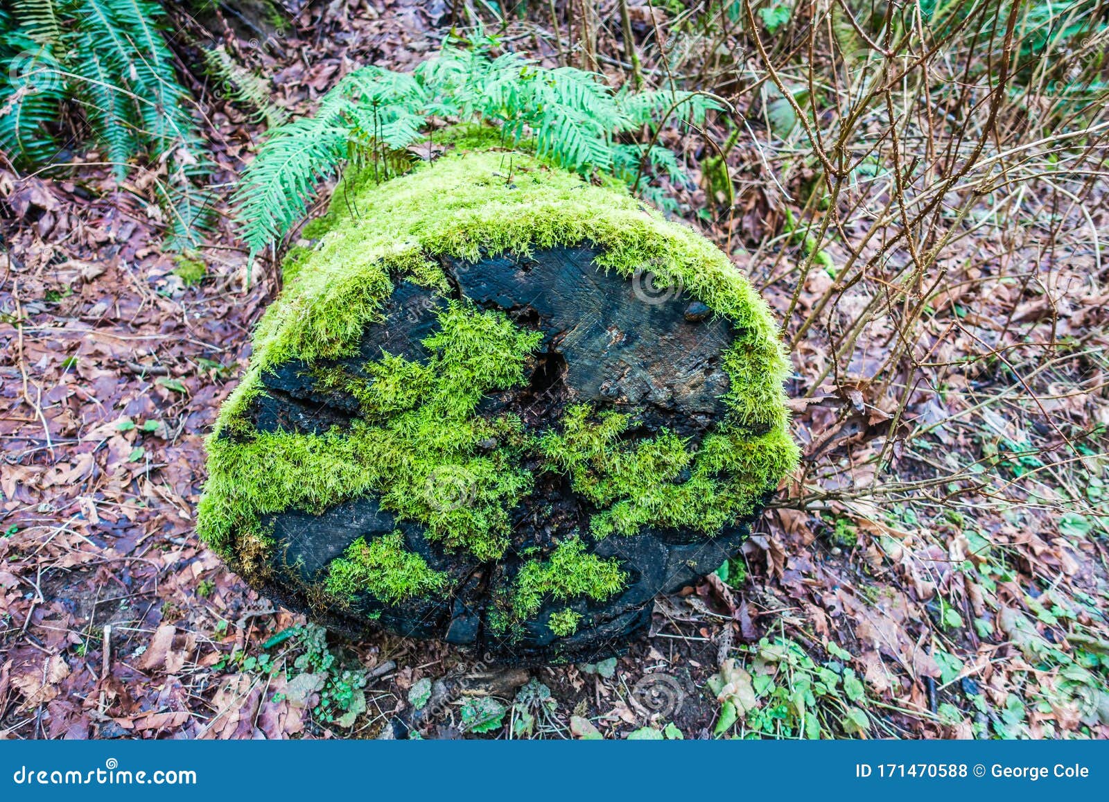 Log Covered with Moss stock photo. Image of nature, growth - 171470588