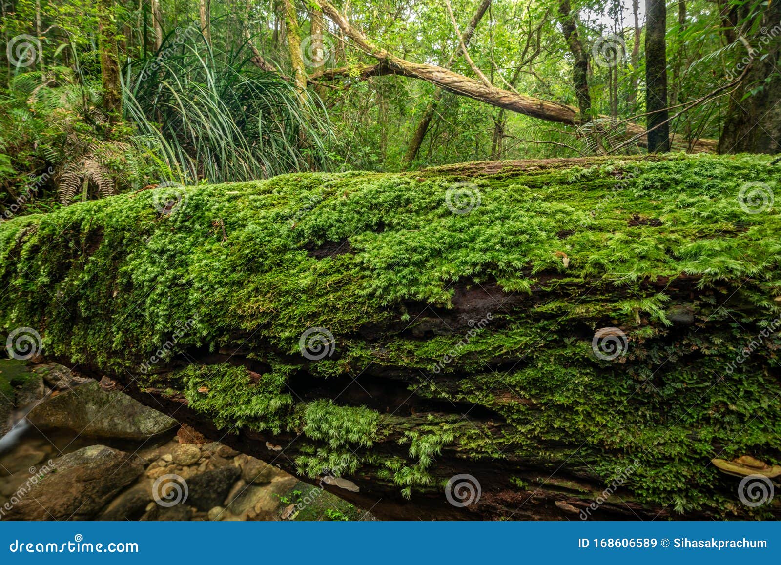 The Log Covered with Moss in the Forest Stock Image - Image of stream ...