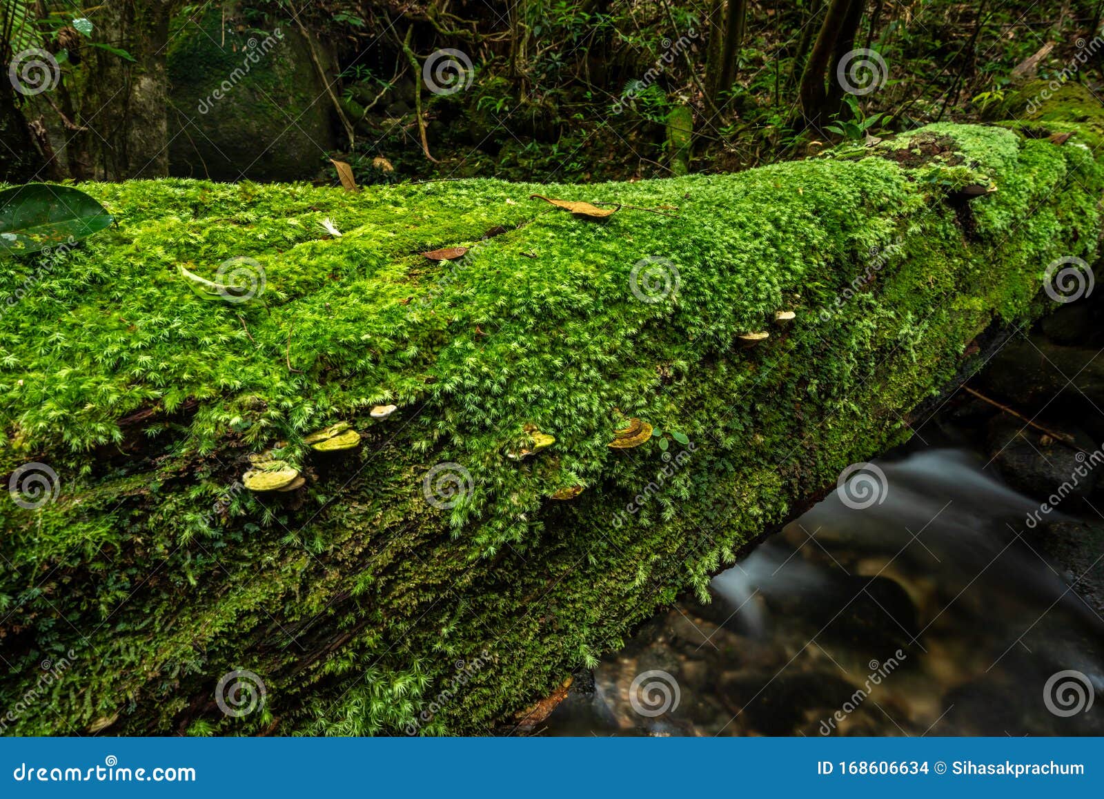 The Log Covered with Moss in the Forest Stock Photo - Image of tranquil ...