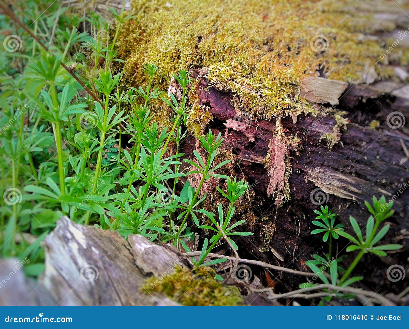 Rotting Log stock photo. Image of covered, plants, rotting - 118016410