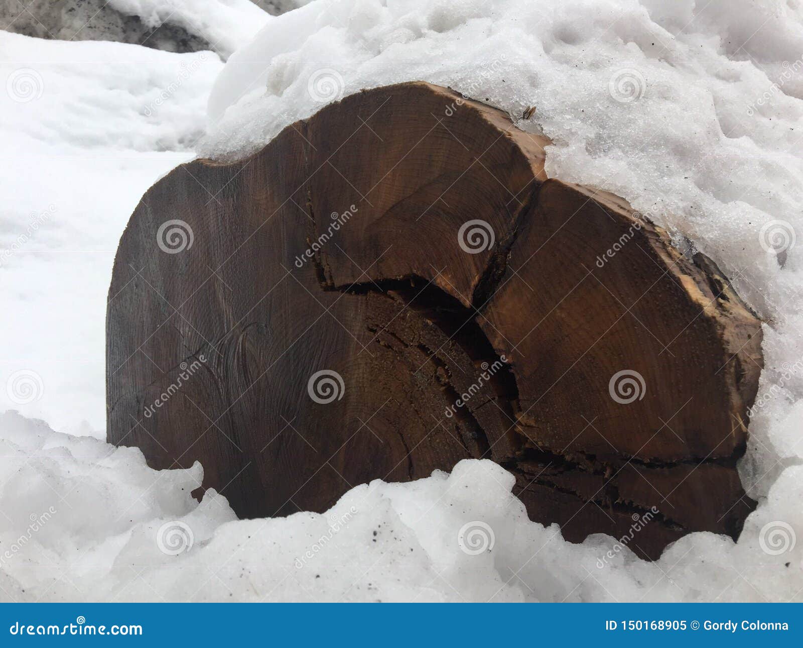 Log in the snow stock image. Image of frost, park, holiday - 150168905