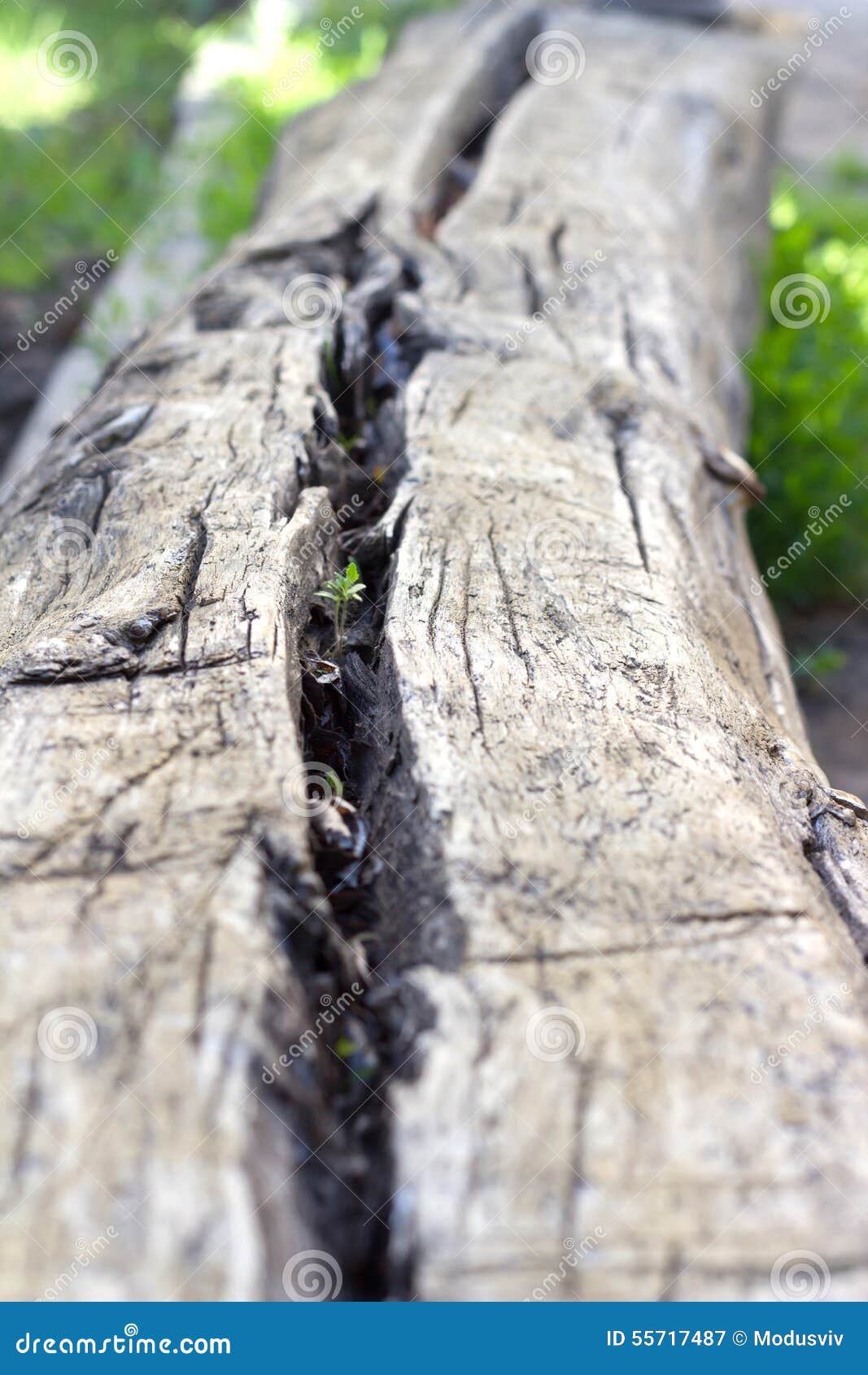Log with a Crack Selective Focus Stock Image - Image of wood, gray ...