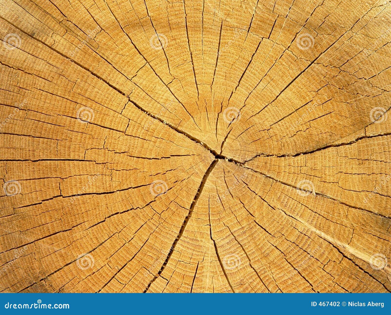 Log cross section stock photo. Image of rings, splinter - 467402 Log cross section stock photo. Image of rings, splinter - 467402