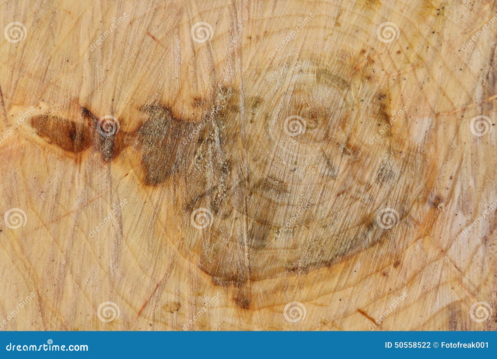 Log Cross Section-area Background Kerf Saw-cut Stock Photo - Image of ...