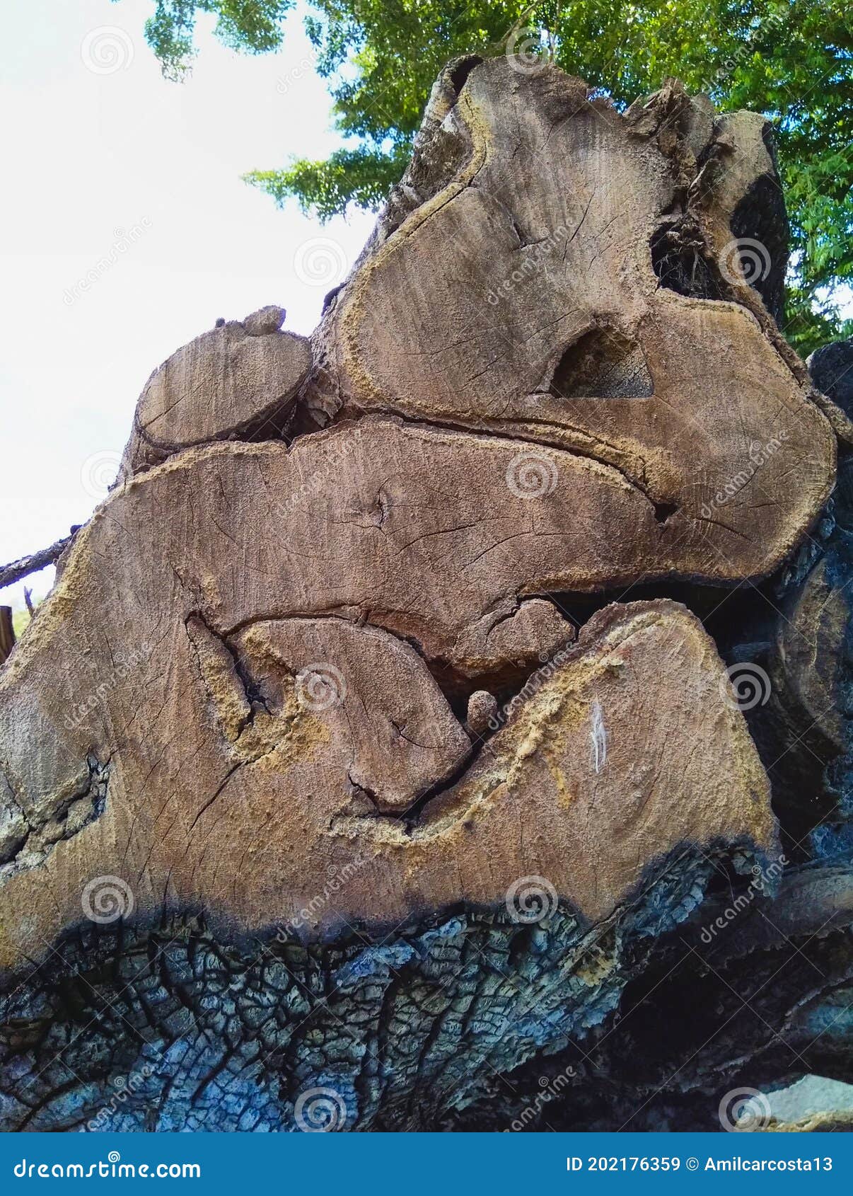 Log Cross Section End Grain with Bottom Burn Marks. Stock Image - Image ...