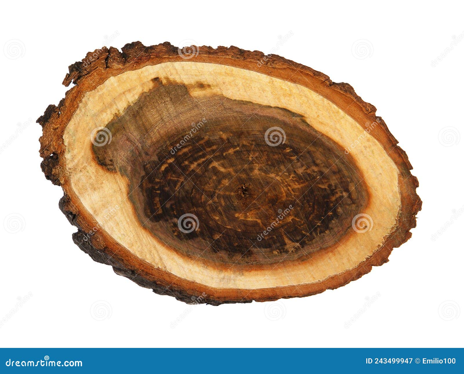 Log Cross Section, Linden Tree Trunk Stock Image - Image of tree ...