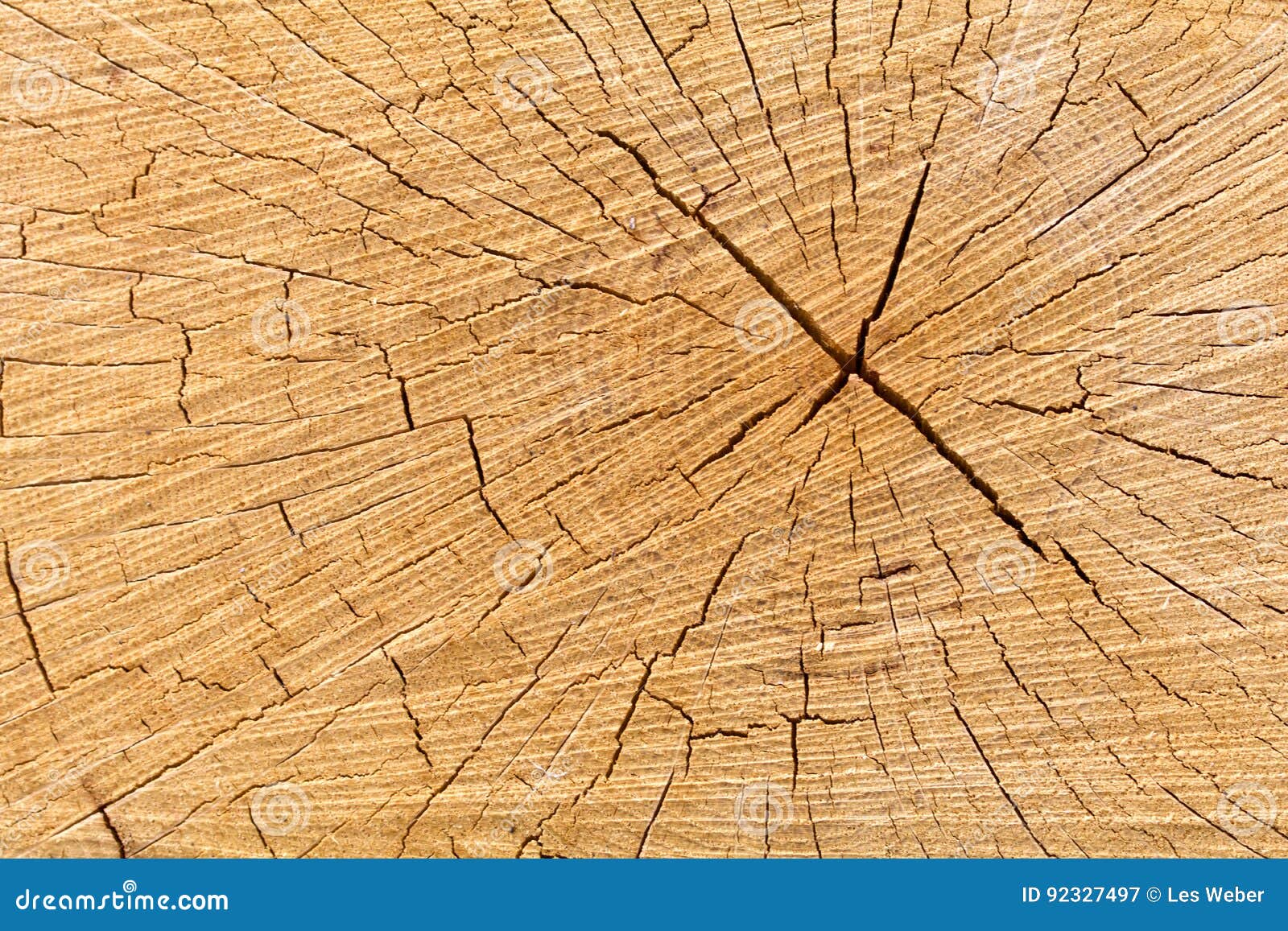 Log cross section stock image. Image of ring, concentric - 92327497