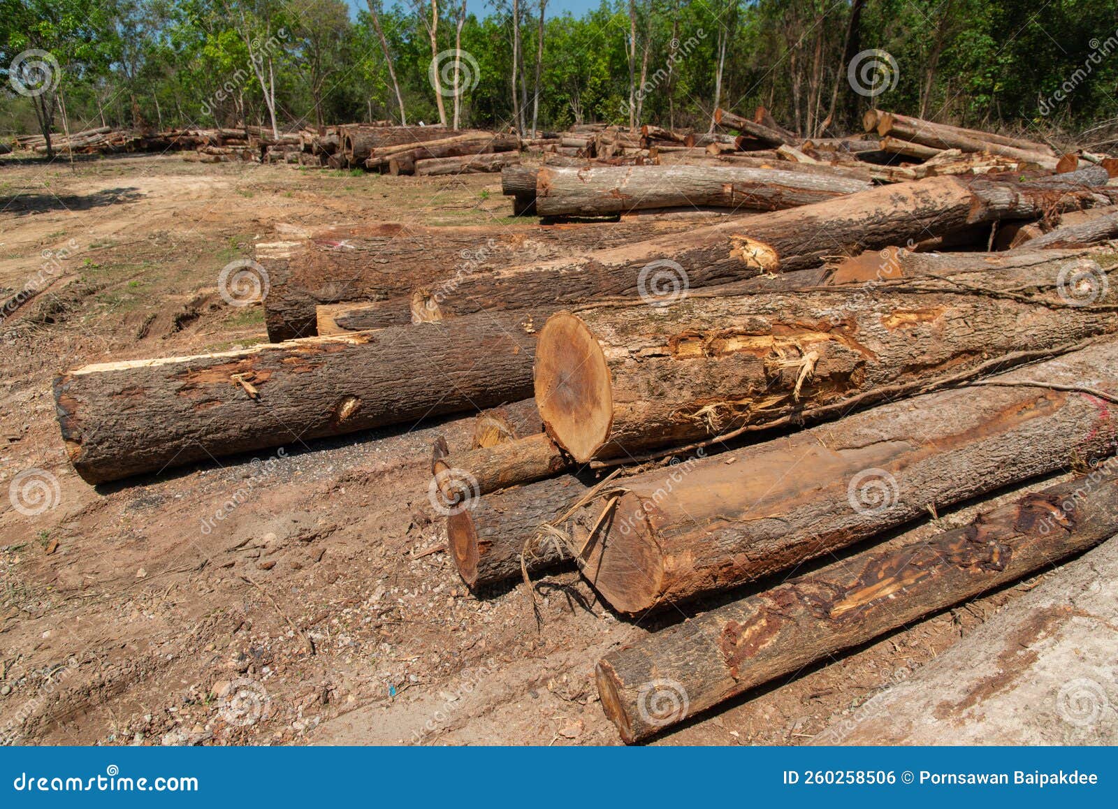 Log of cut down trees stock photo. Image of outdoor - 260258506