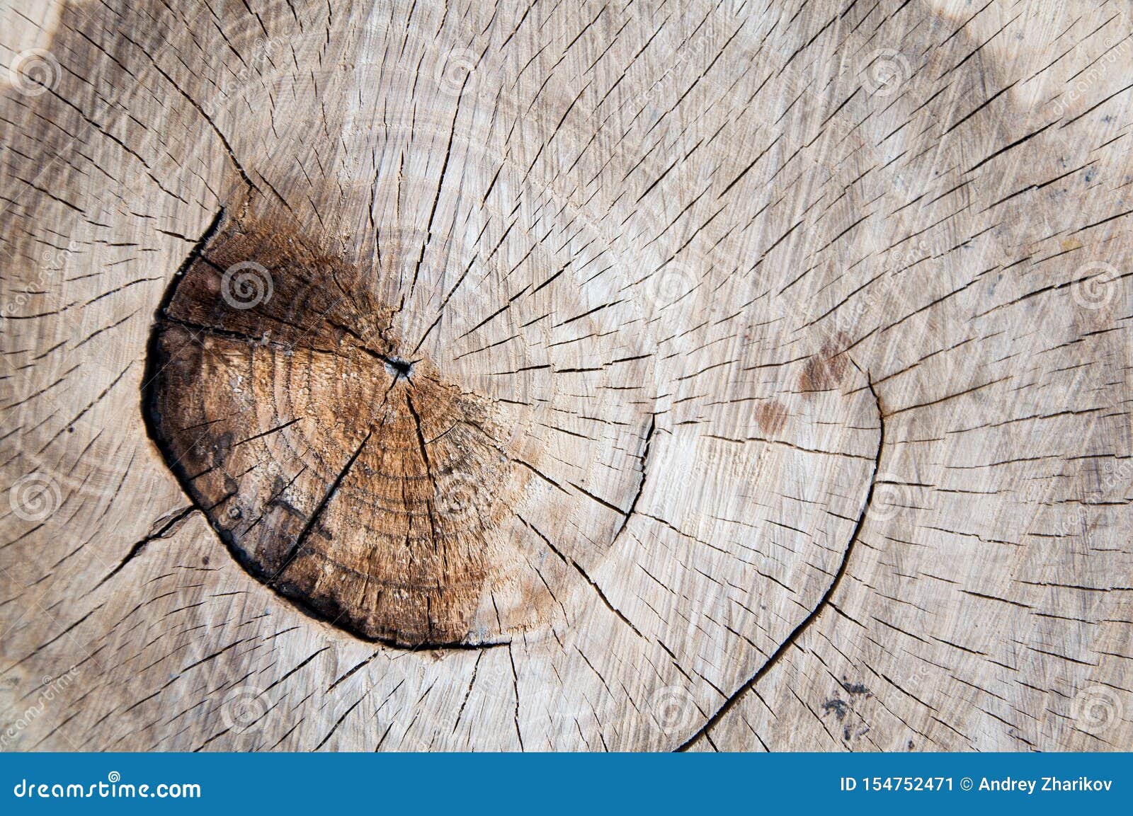 Log Cut. Wood Texture. the of a Thick Tree Stock Image - Image of stump ...