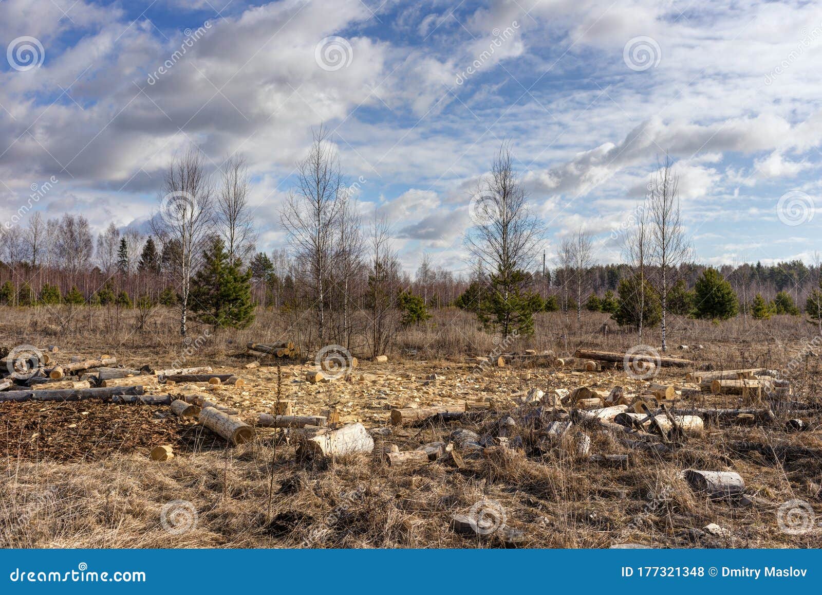 Log Cutting Ground in Spring Stock Photo - Image of color, season ...