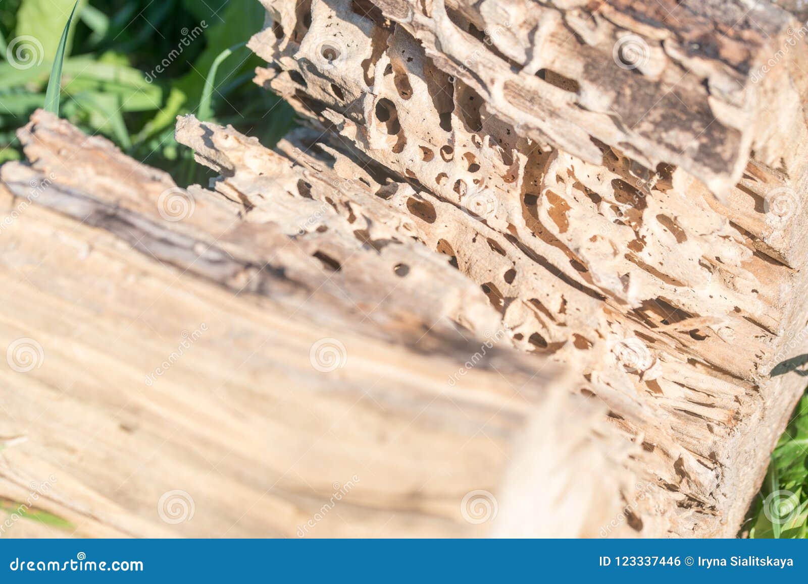 Log Damaged by a Worm. Wood, Large Beetles in it Stock Photo - Image of ...