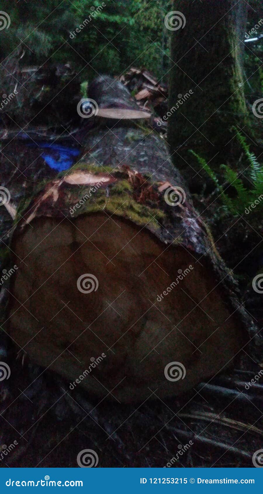 Log stock image. Image of dark, amazing, tree, forest - 121253215
