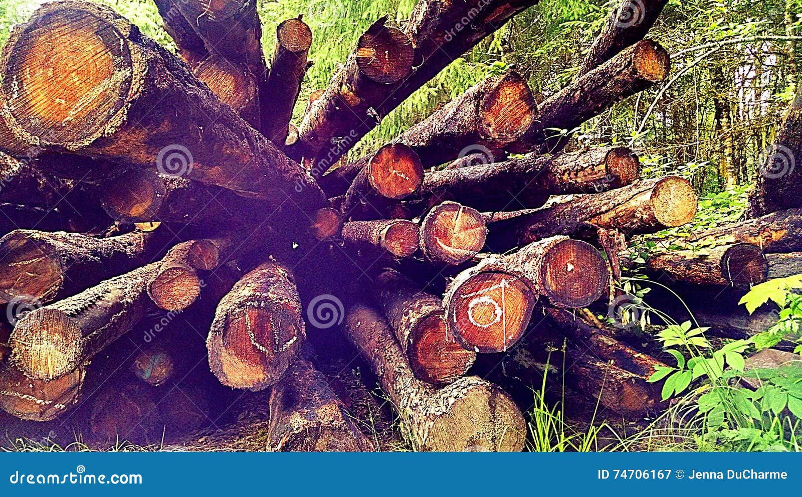 Log deck stock image. Image of logs, forest, deck, round - 74706167