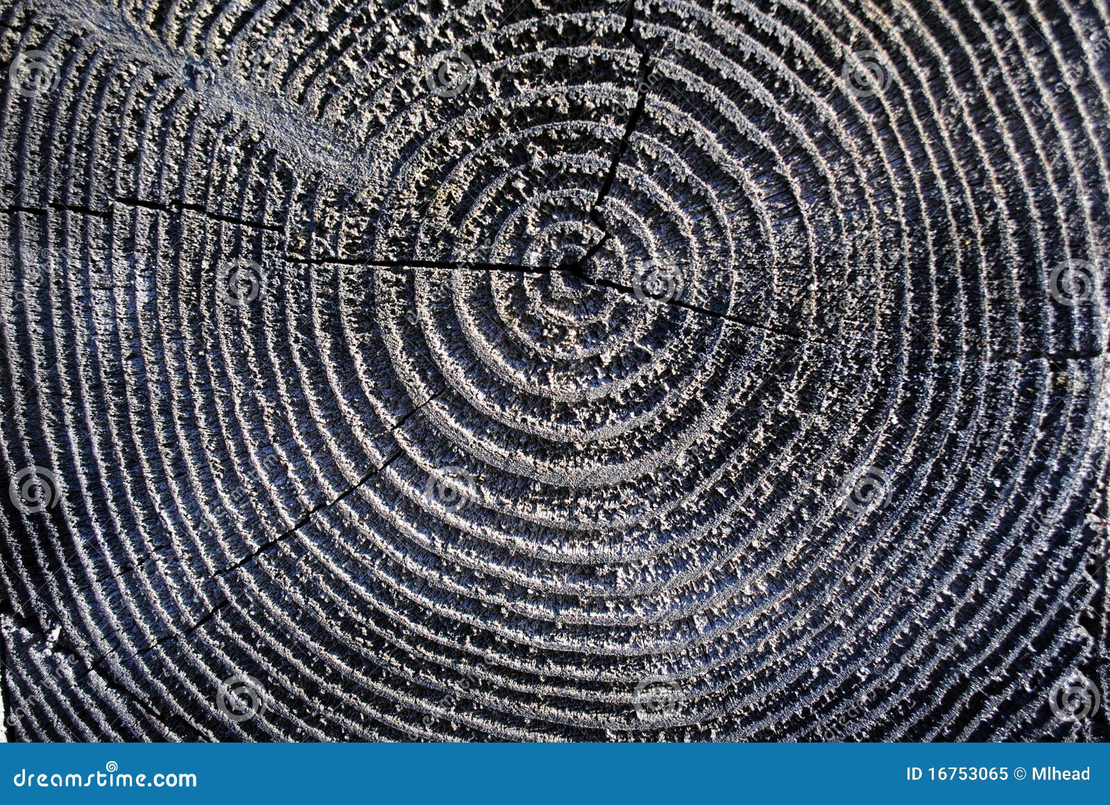 Log End stock image. Image of round, nature, wood, rings - 16753065