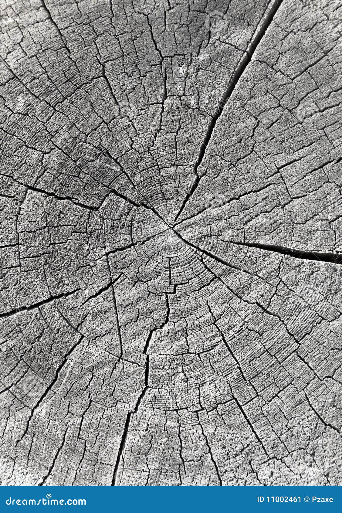 Log End Face Covered with Small Cracks Stock Image - Image of circle ...