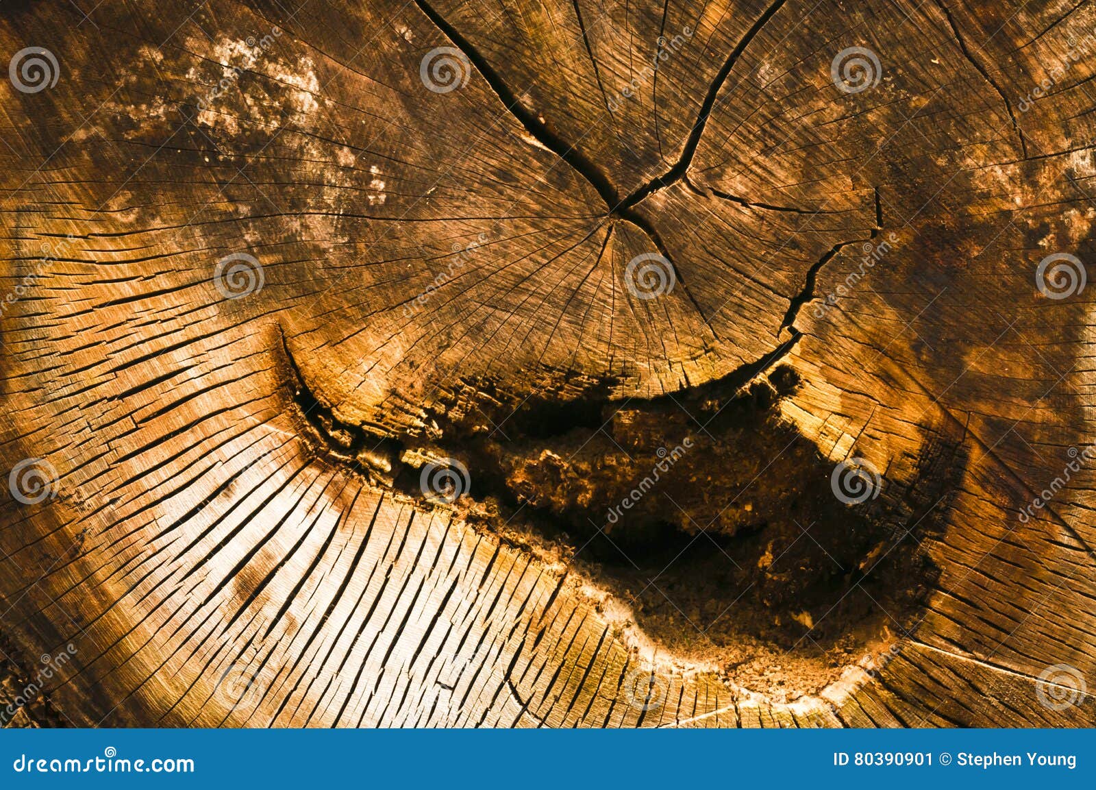 Log End stock image. Image of background, brown, cracks - 80390901