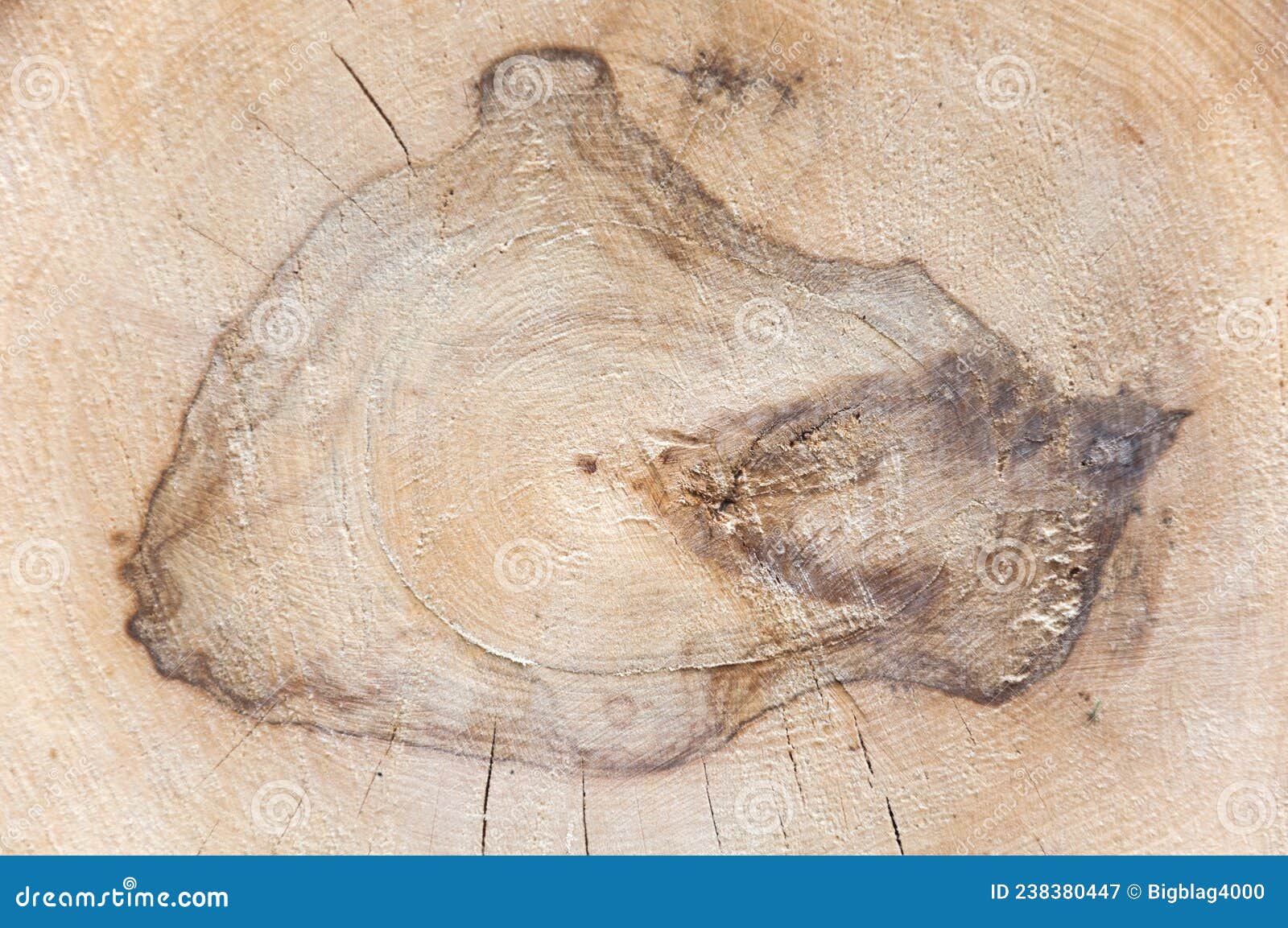 Log End Texture.Wooden Surface Backdrop. Stock Image - Image of ...