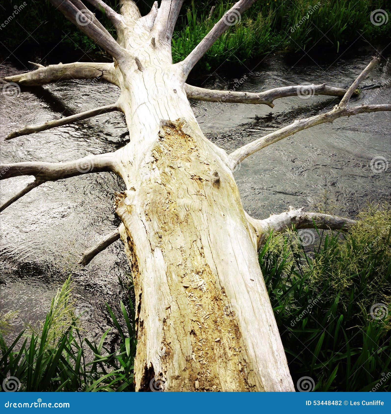 Log stock photo. Image of outdoors, stream, fallen, landscape - 53448482