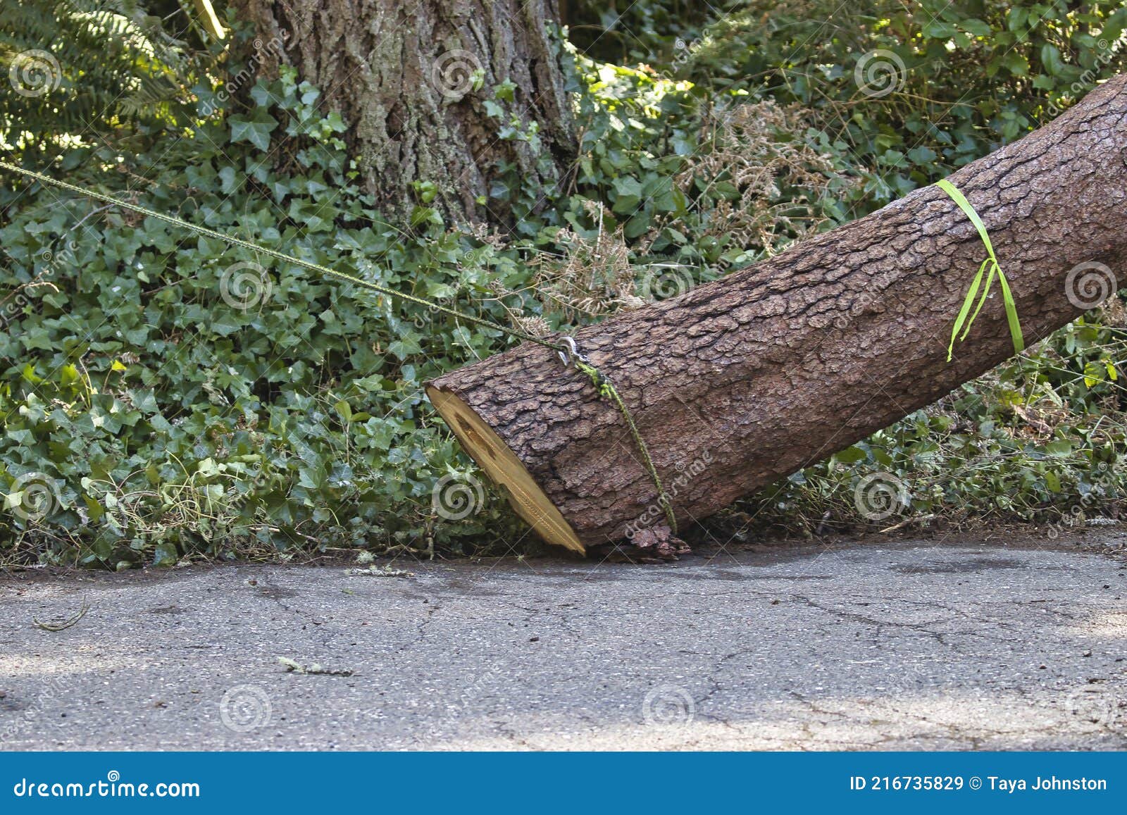 Log from Fallen Tree Being Pulled by Rope Stock Image - Image of ...