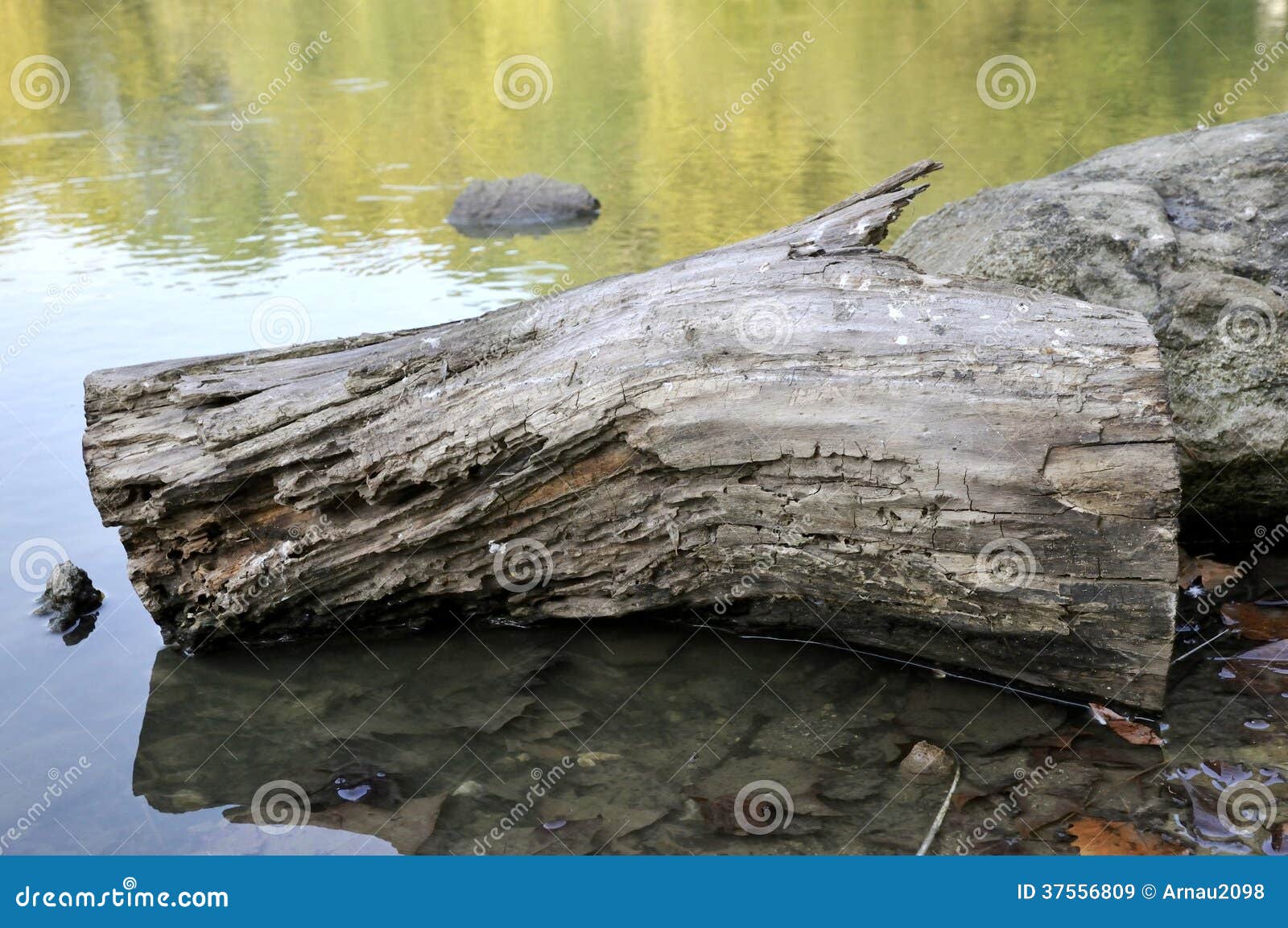 Log floating stock image. Image of scenic, environment - 37556809