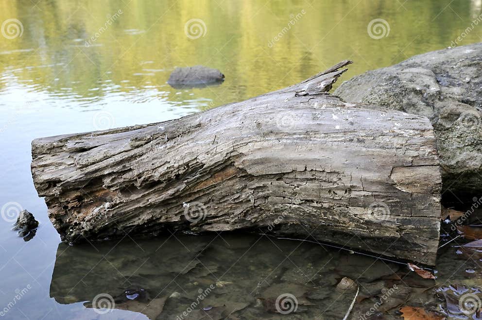 Log floating stock image. Image of scenic, environment - 37556809