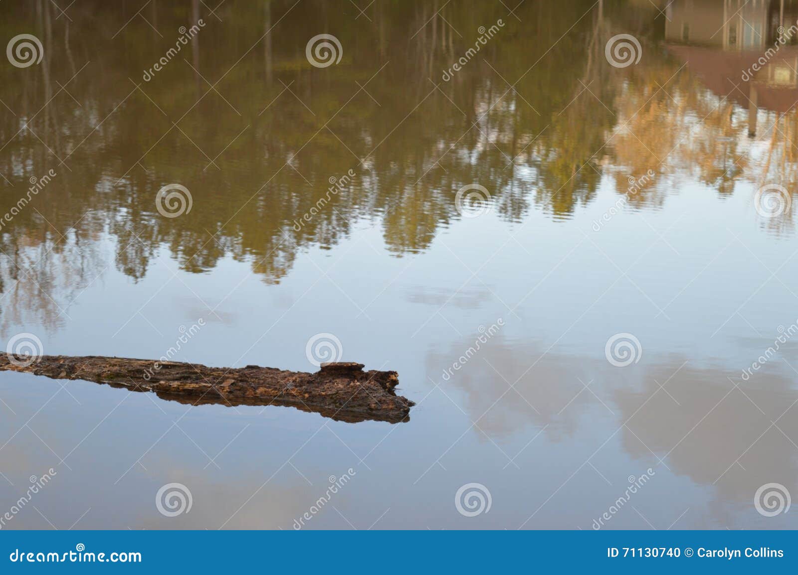 Log Floating in Lake stock photo. Image of floating, woods - 71130740