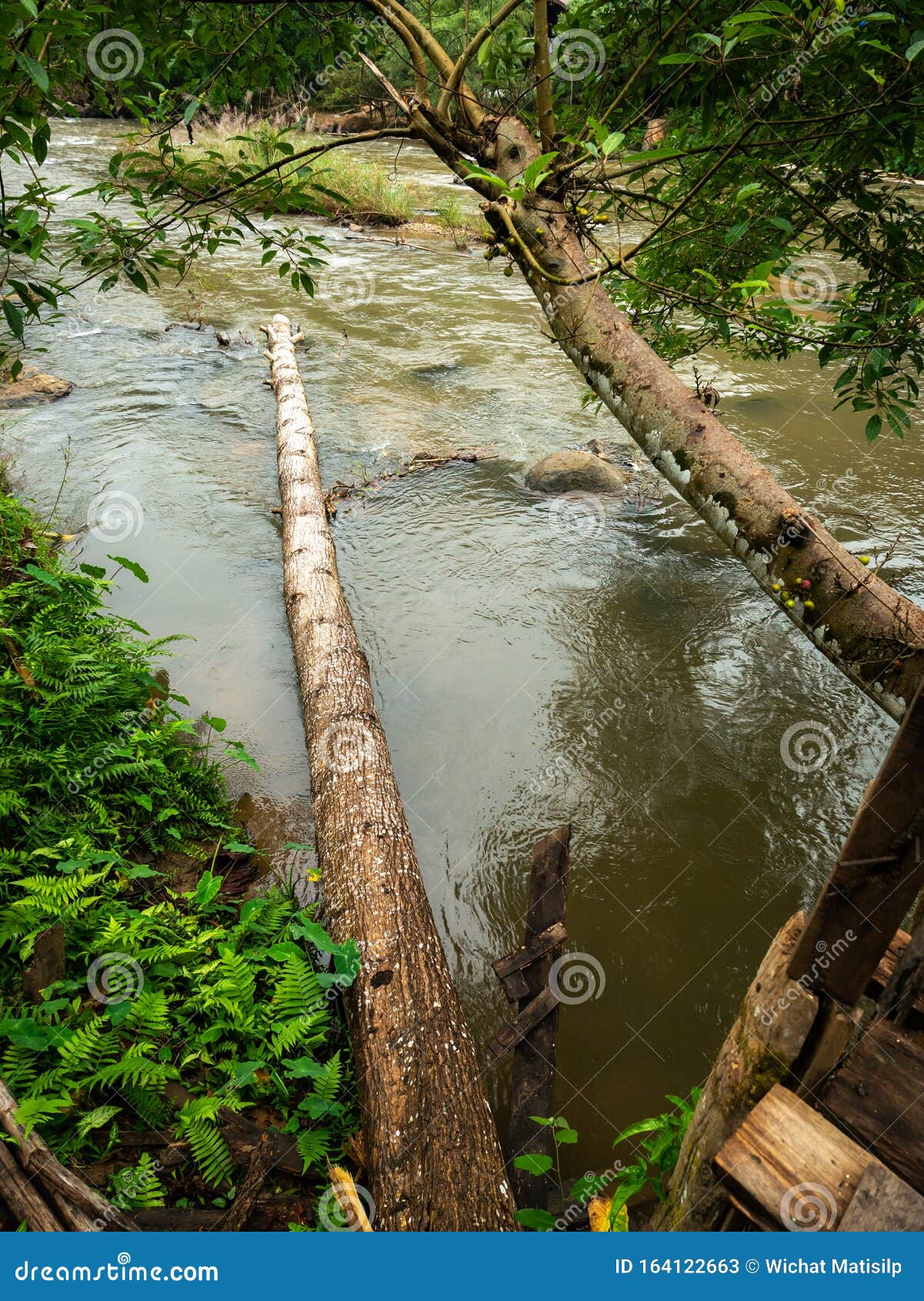 Log Floating on the Stream stock image. Image of green - 164122663