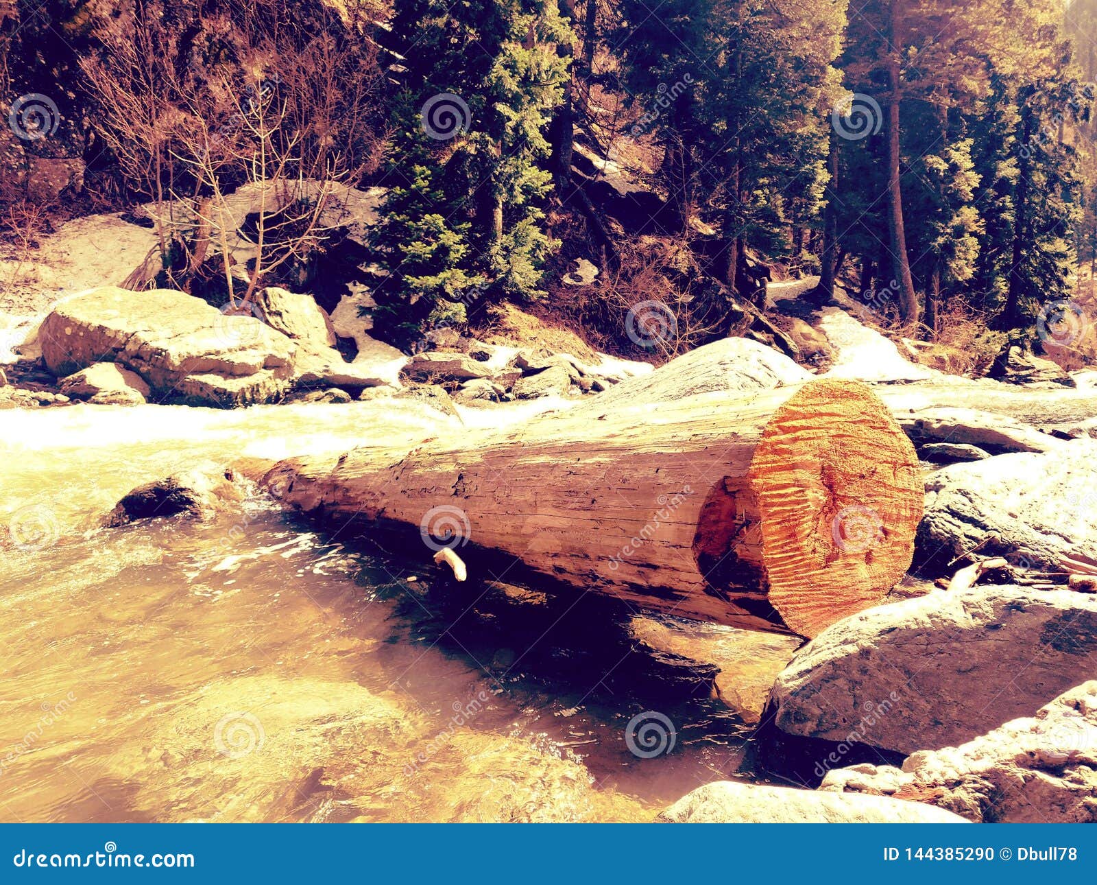 Log in the Flowing Stream stock photo. Image of pine - 144385290
