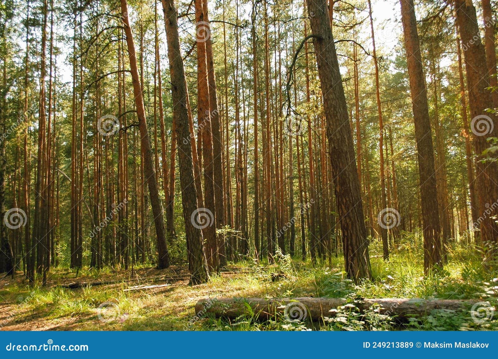 A Log in the Foreground and a Large Number of Pine Trees in the ...