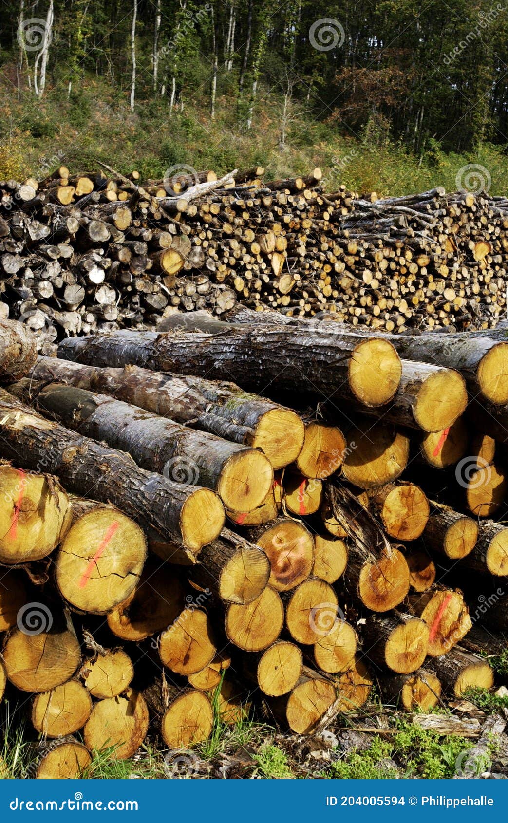 Log in a forest stock photo. Image of forest, tree, fire - 204005594